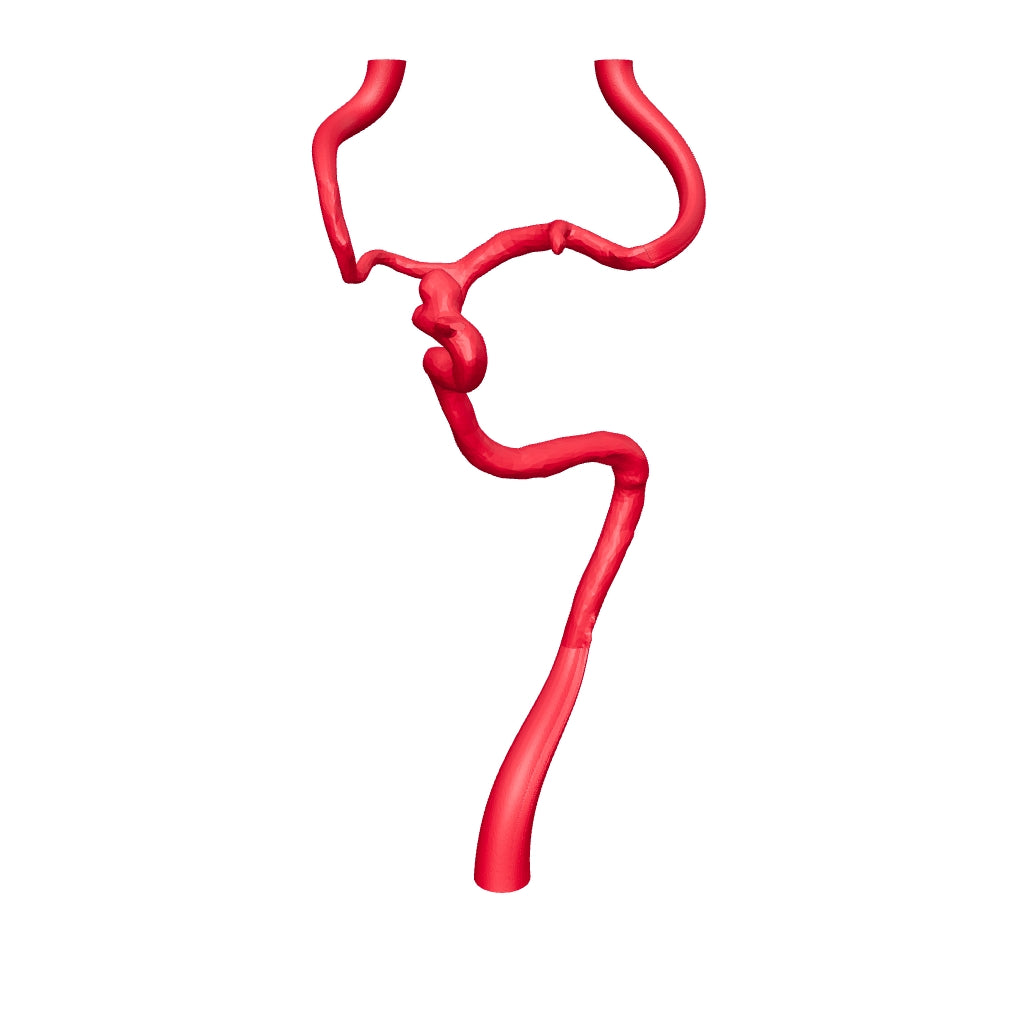 Neurovascular Models - Life Model Designs